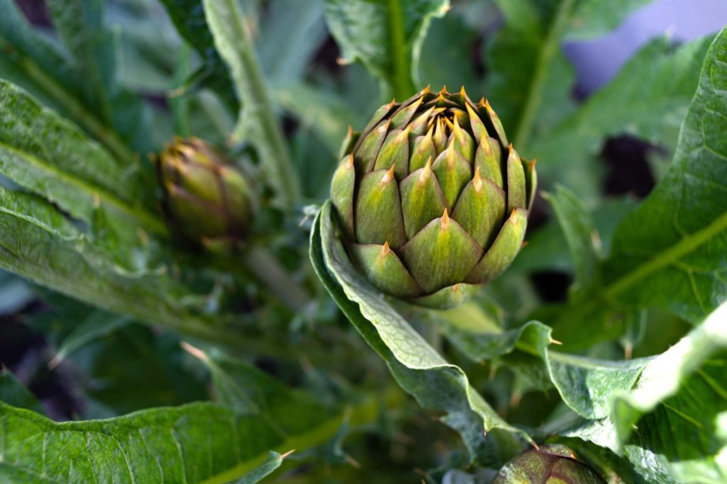 Carciofo spinoso di Sardegna DOP: storia, curiosità e usi